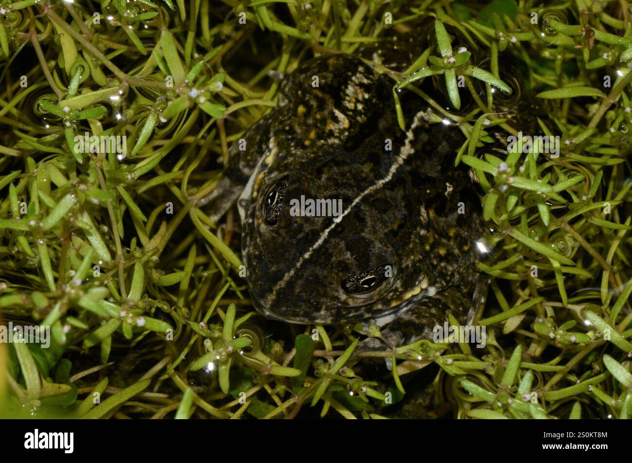 Cape sand frog (Tomopterna delalandii Stock Photo - Alamy