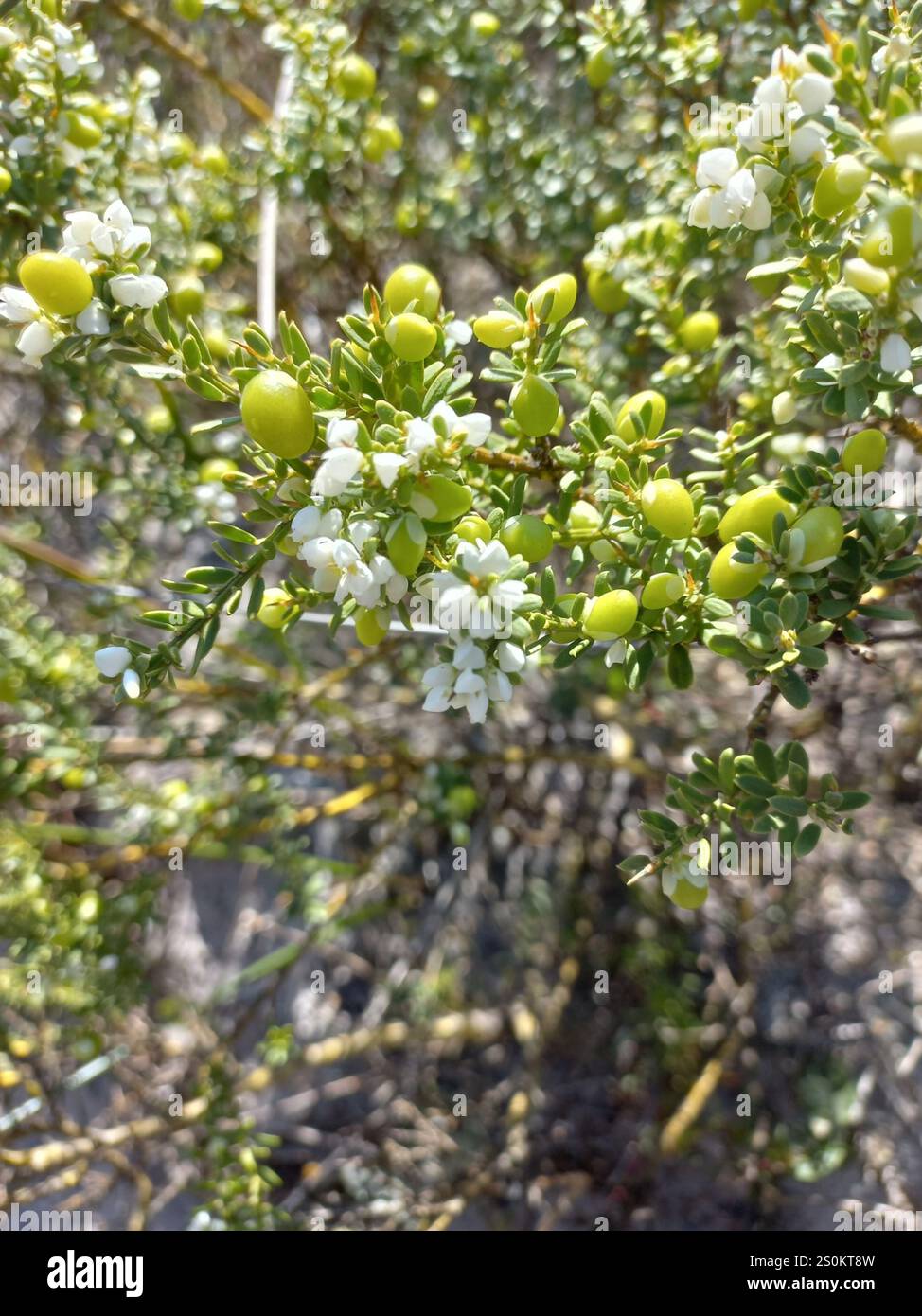 tortoise berry (Muraltia spinosa Stock Photo - Alamy