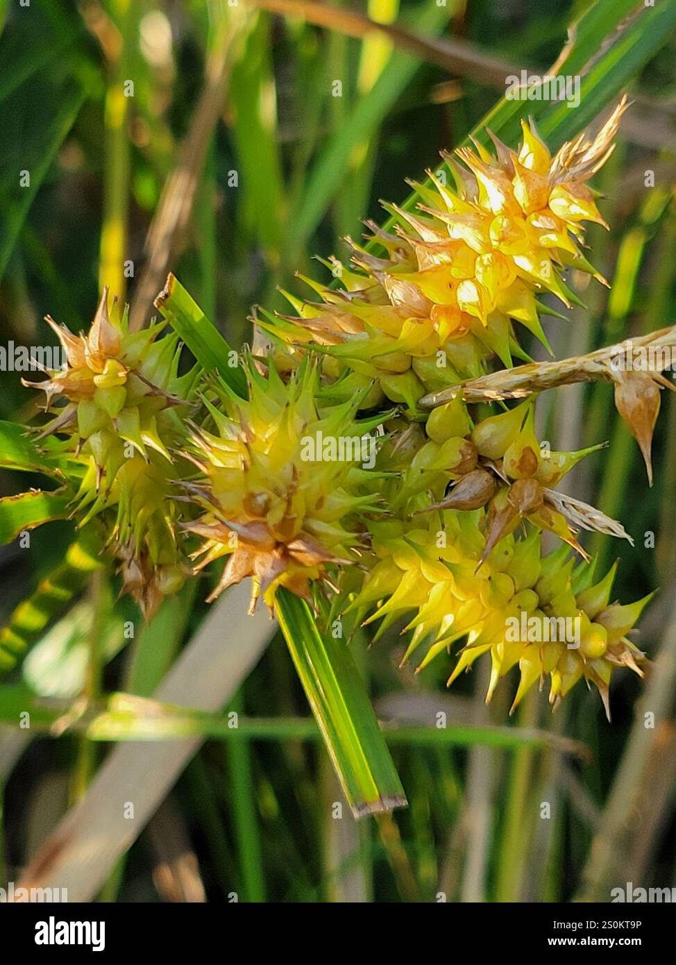 retrorse sedge (Carex retrorsa Stock Photo - Alamy