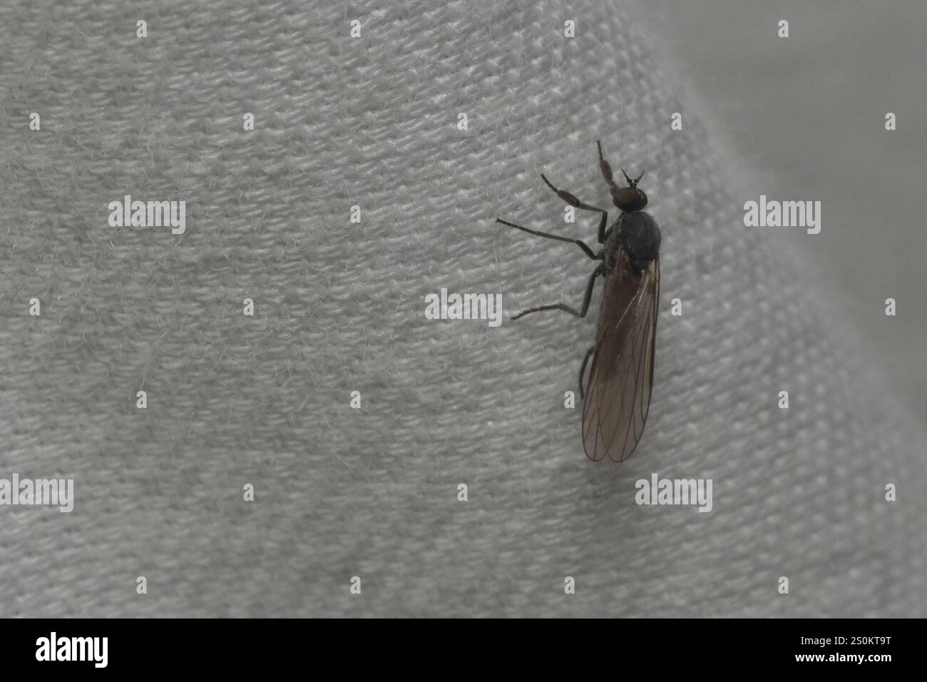 Balloon Flies (Hilara Stock Photo - Alamy