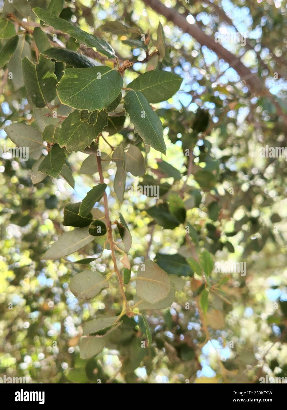 canyon live oak (Quercus chrysolepis Stock Photo - Alamy