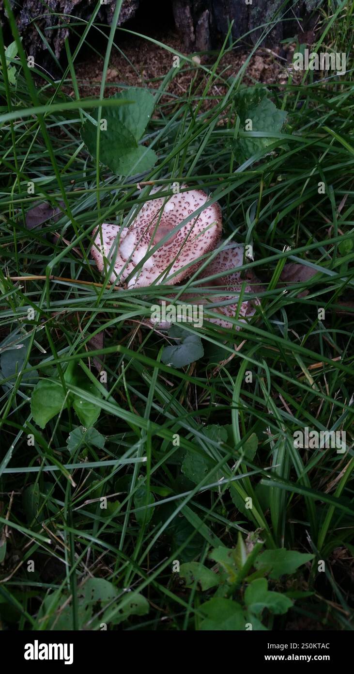 Stinking Dapperling (Lepiota cristata Stock Photo - Alamy