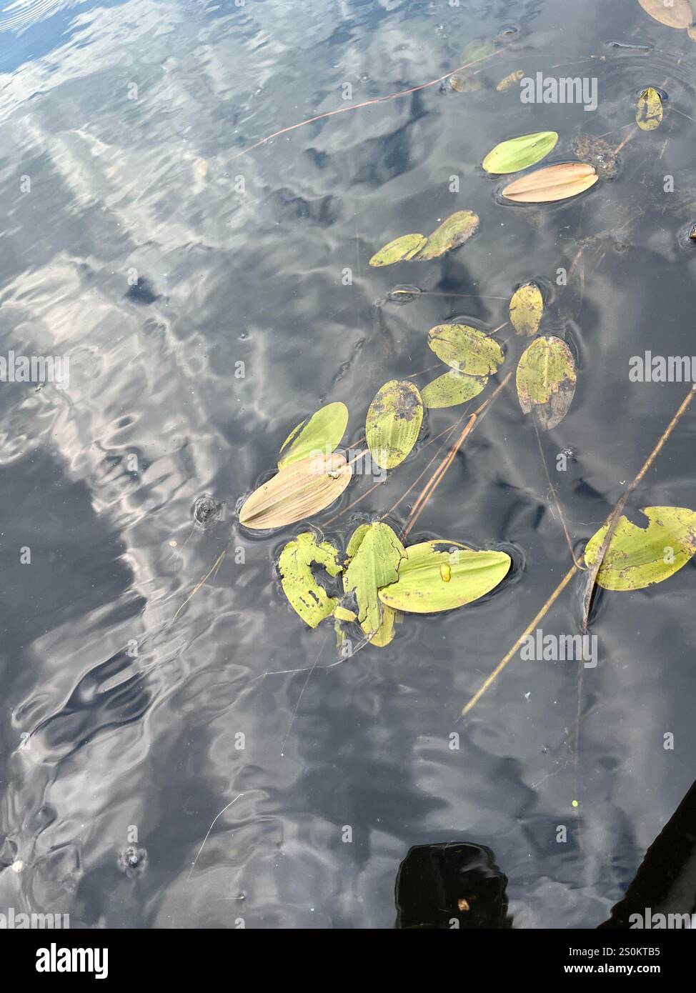 floating-leaved pondweed (Potamogeton natans Stock Photo - Alamy