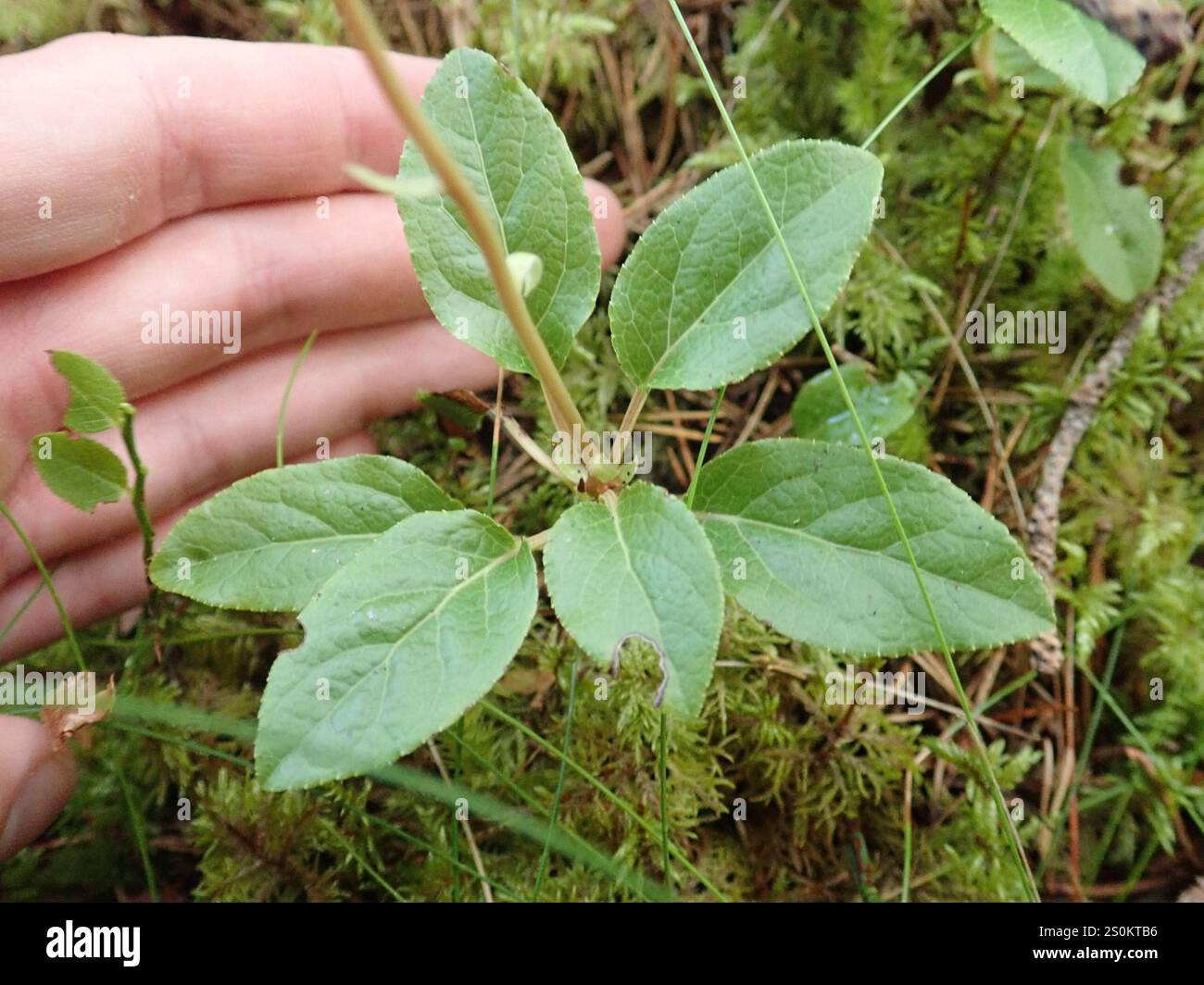 one-sided wintergreen (Orthilia secunda Stock Photo - Alamy