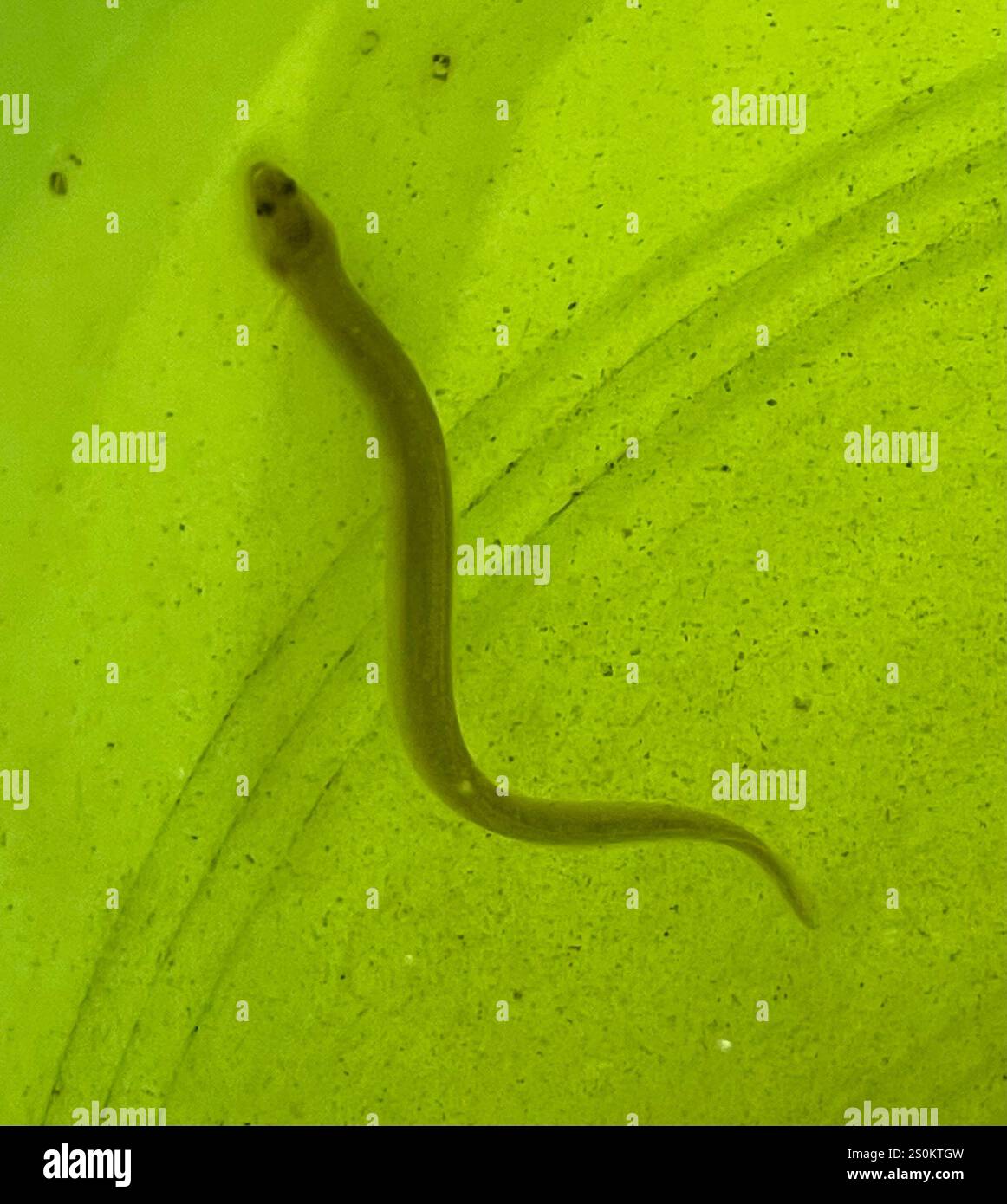 American Eel (Anguilla rostrata Stock Photo - Alamy