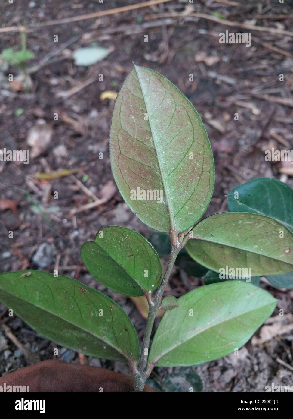 Acokanthera hi-res stock photography and images - Alamy