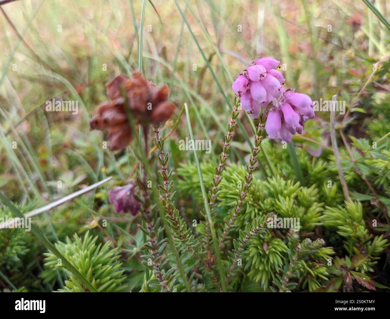 Cross-leaved Heath (Erica tetralix Stock Photo - Alamy