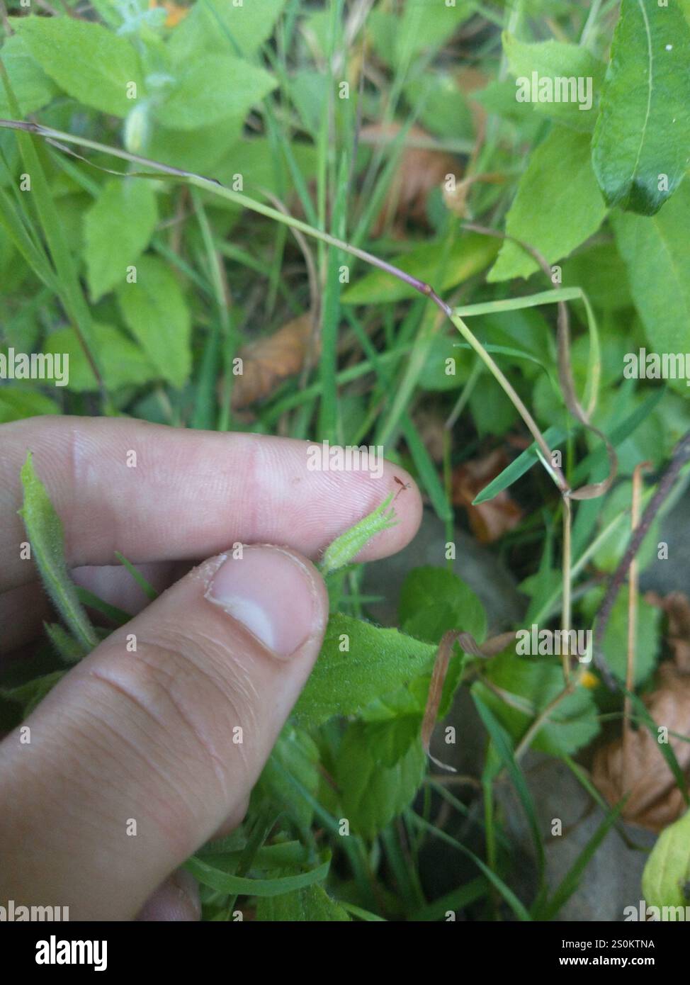 wing-leaf monkeyflower (Erythranthe ptilota Stock Photo - Alamy