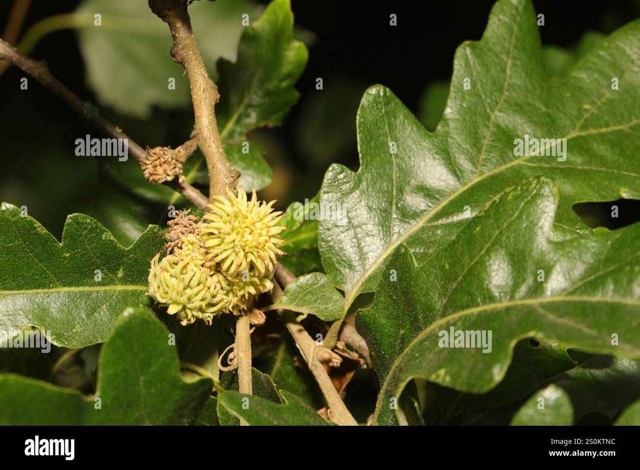 Turkey Oak (Quercus cerris Stock Photo - Alamy