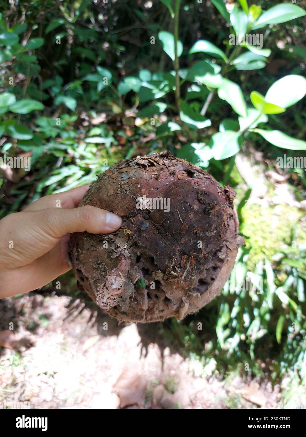 Brain puffball (Calvatia craniiformis Stock Photo - Alamy