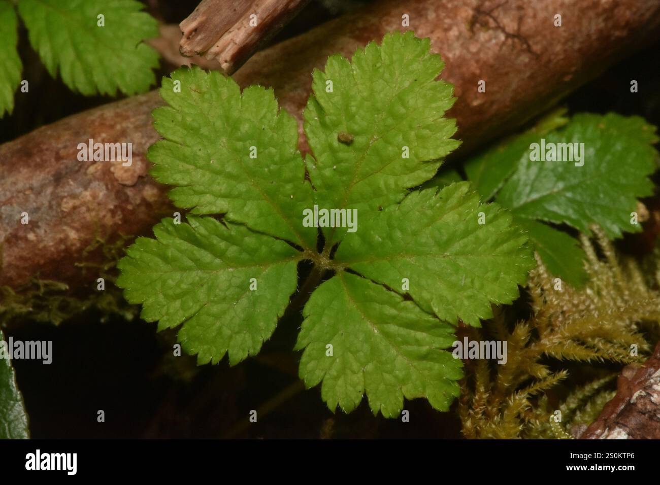 Five-leaf Dwarf Bramble (Rubus pedatus Stock Photo - Alamy