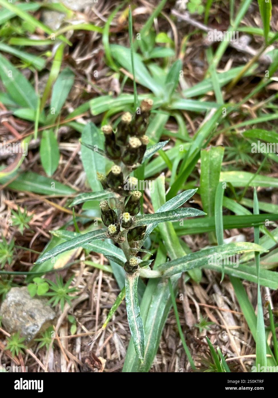 Woodland Cudweed (Omalotheca sylvatica Stock Photo - Alamy
