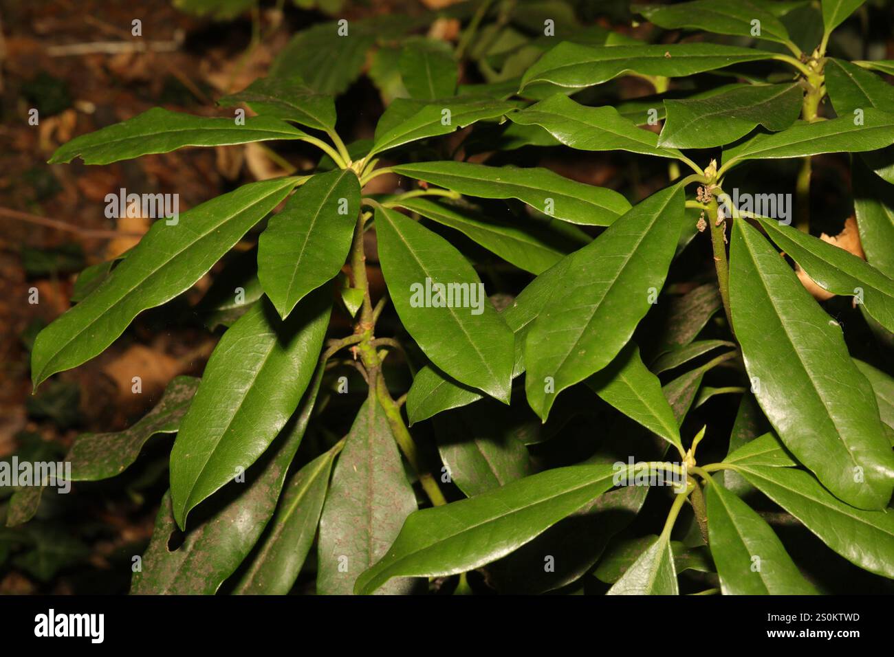 Common Rhododendron (Rhododendron ponticum Stock Photo - Alamy