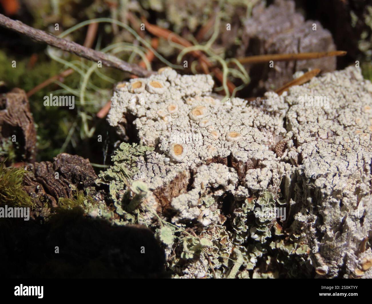wart lichens, water lichens, and allies (Pertusariales Stock Photo - Alamy