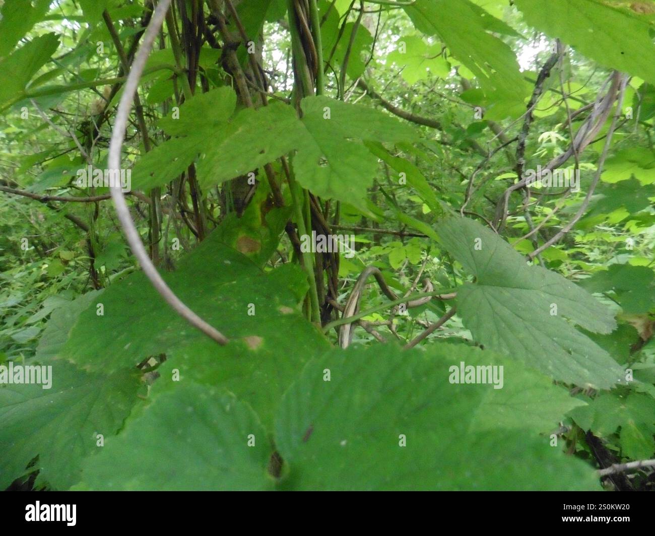 common hops (Humulus lupulus Stock Photo - Alamy