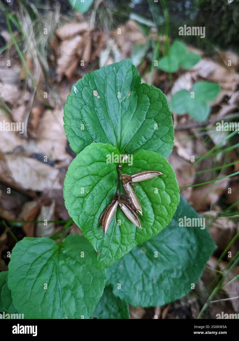 alpine marsh violet (Viola palustris Stock Photo - Alamy
