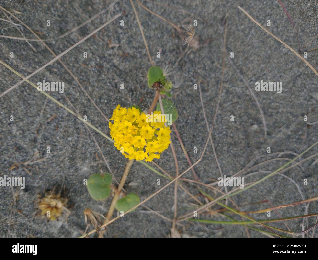 Yellow Sand Verbena (Abronia latifolia Stock Photo - Alamy