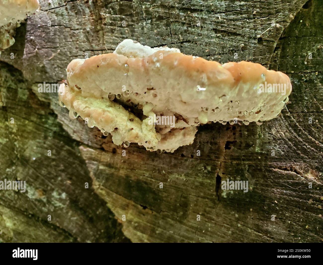 green cheese polypore (Fomitopsis spraguei Stock Photo - Alamy