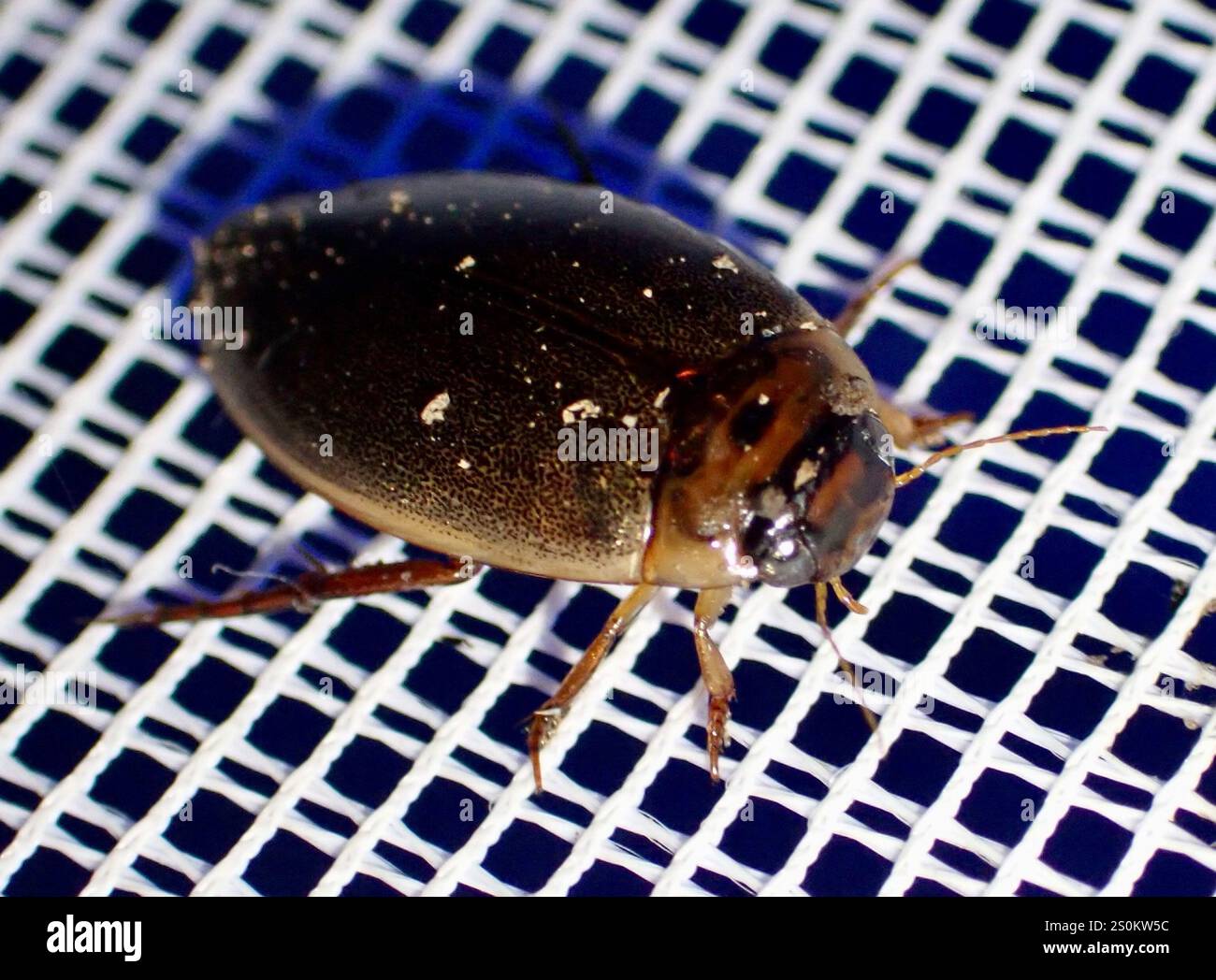 Cosmopolitan Diving Beetle (Rhantus suturalis Stock Photo - Alamy