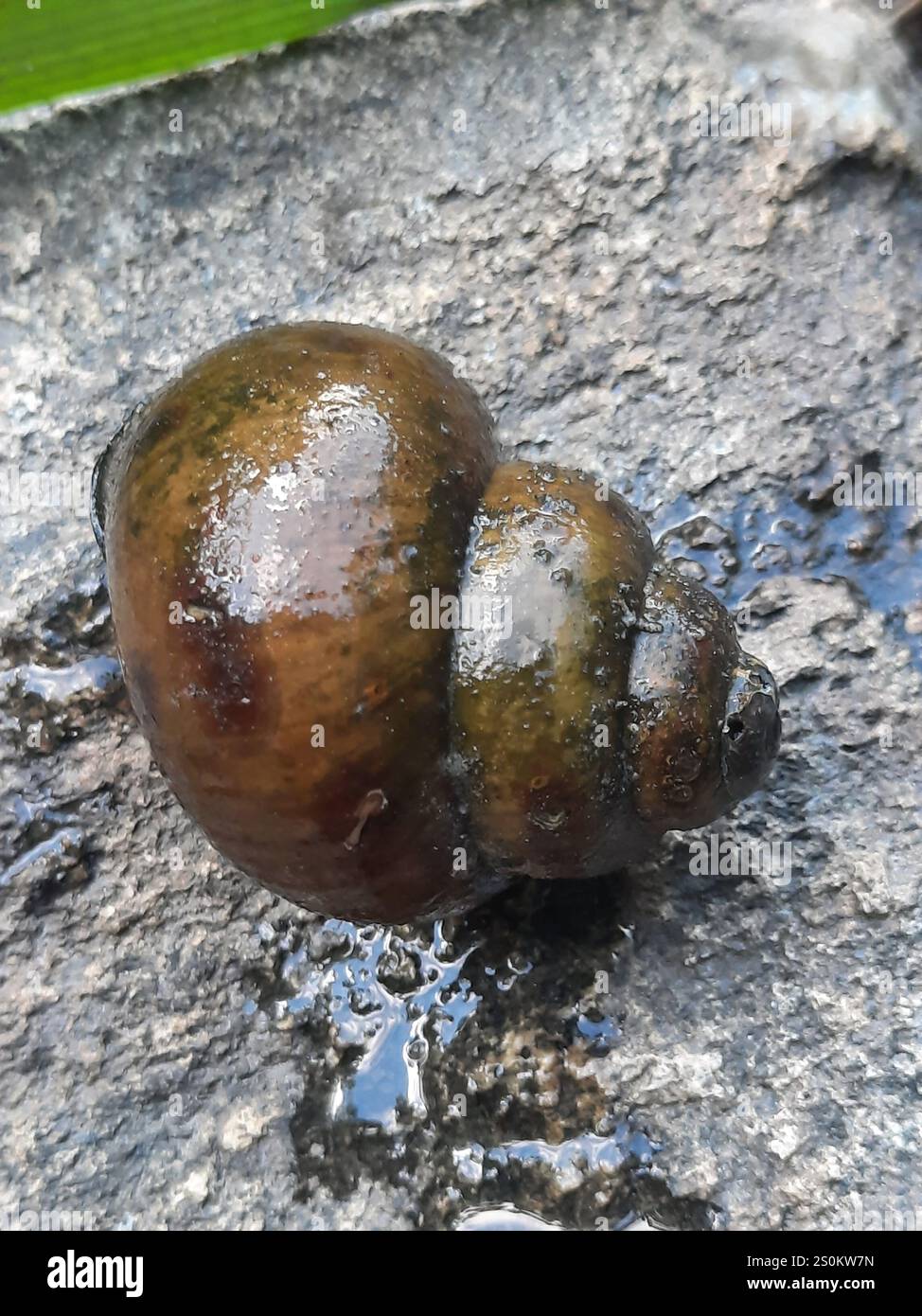 Chinese Mystery Snail (Cipangopaludina chinensis Stock Photo - Alamy