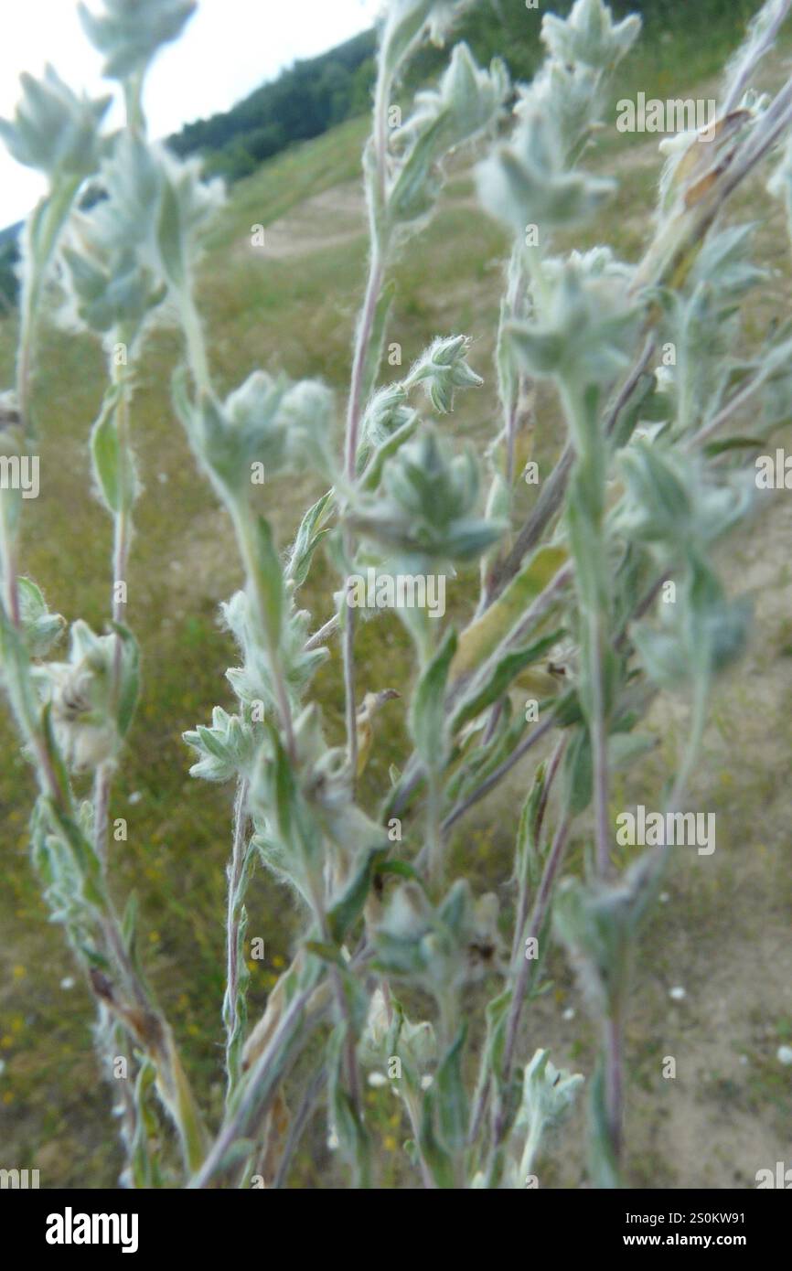 field fluffweed (Filago arvensis Stock Photo - Alamy