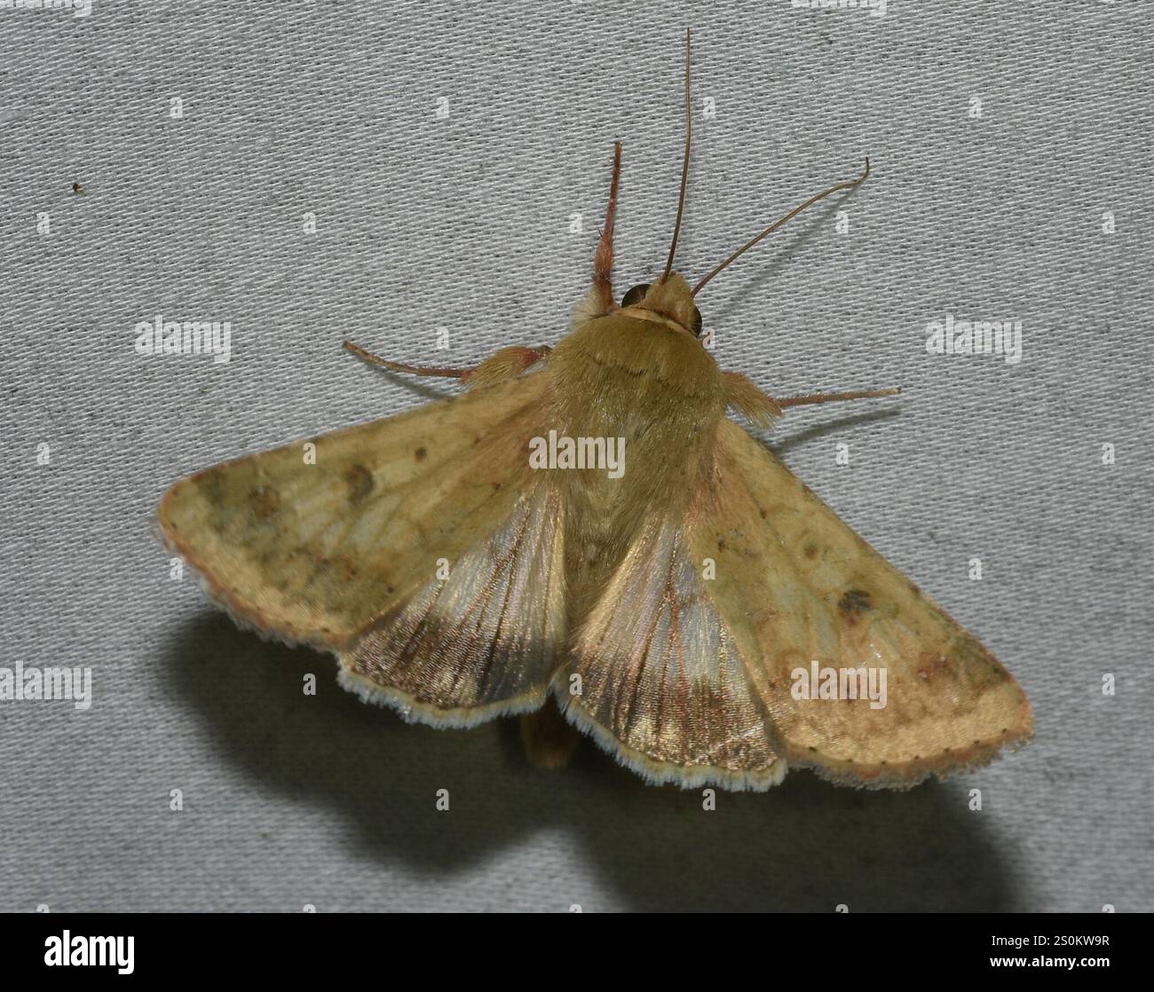 Corn Earworm Moth (Helicoverpa zea Stock Photo - Alamy