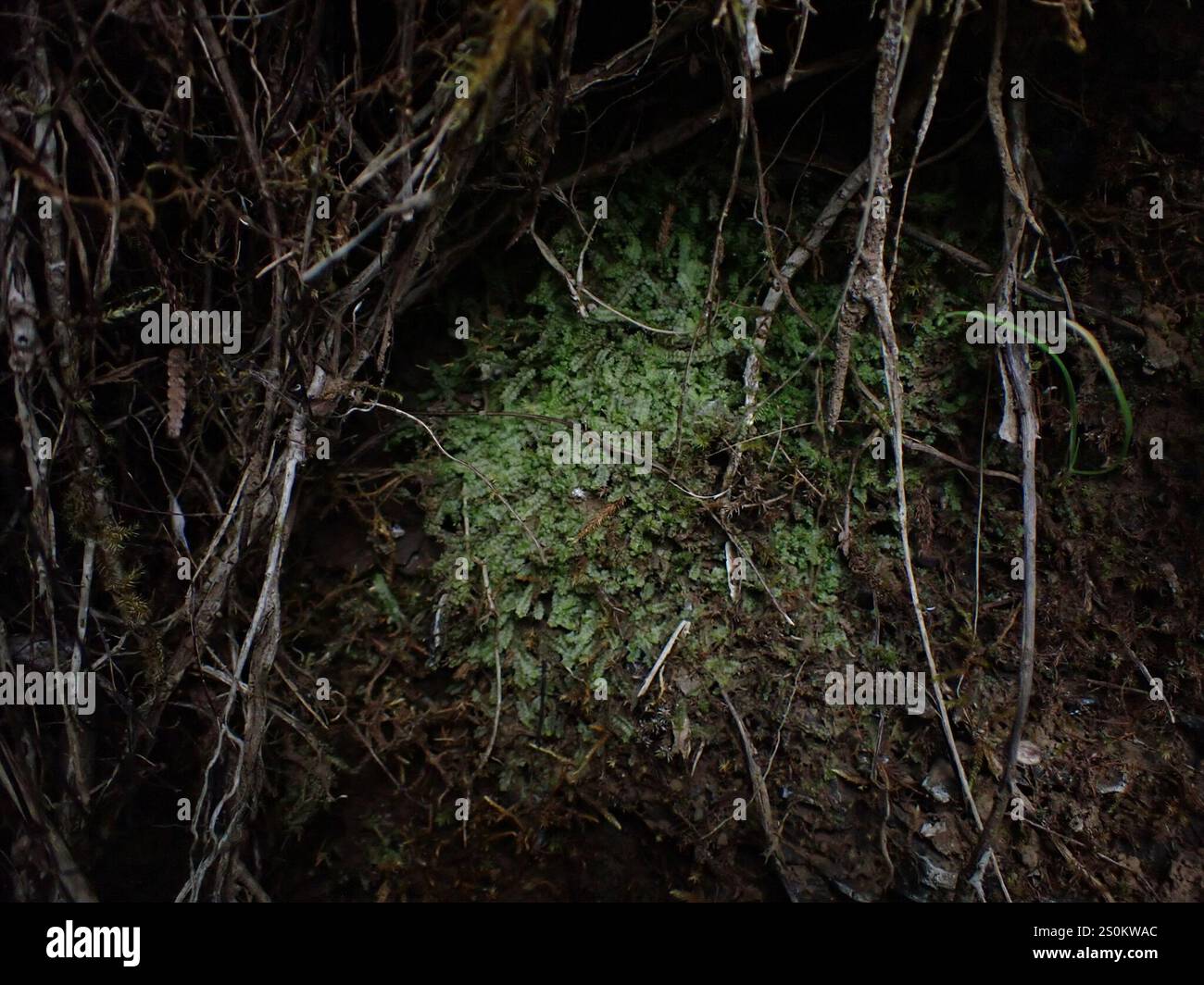 Tumid Notchwort (Lophozia ventricosa Stock Photo - Alamy