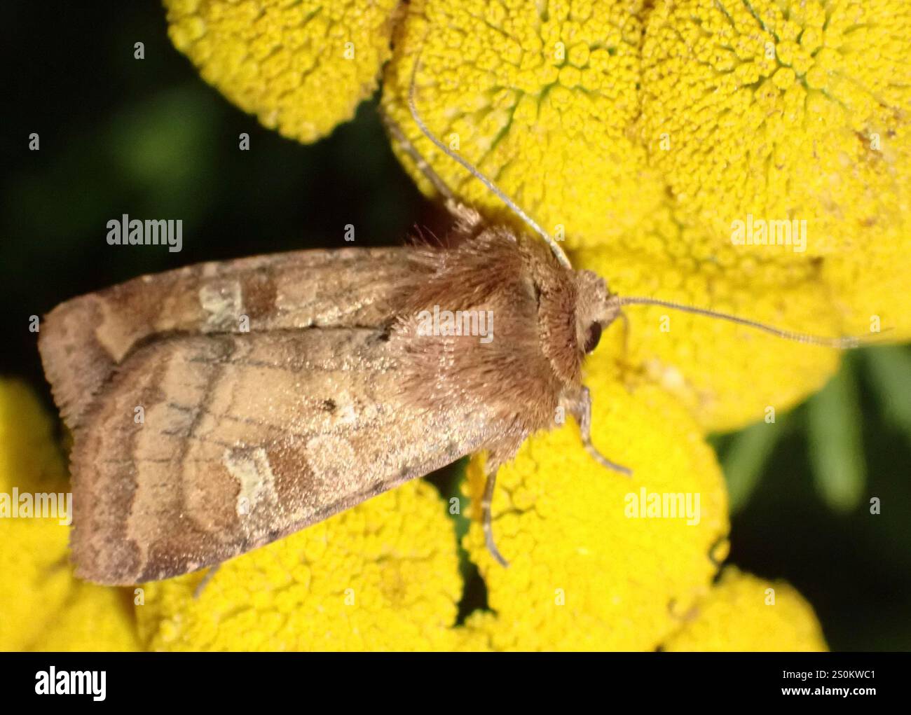 Small Square-spot (Diarsia rubi Stock Photo - Alamy