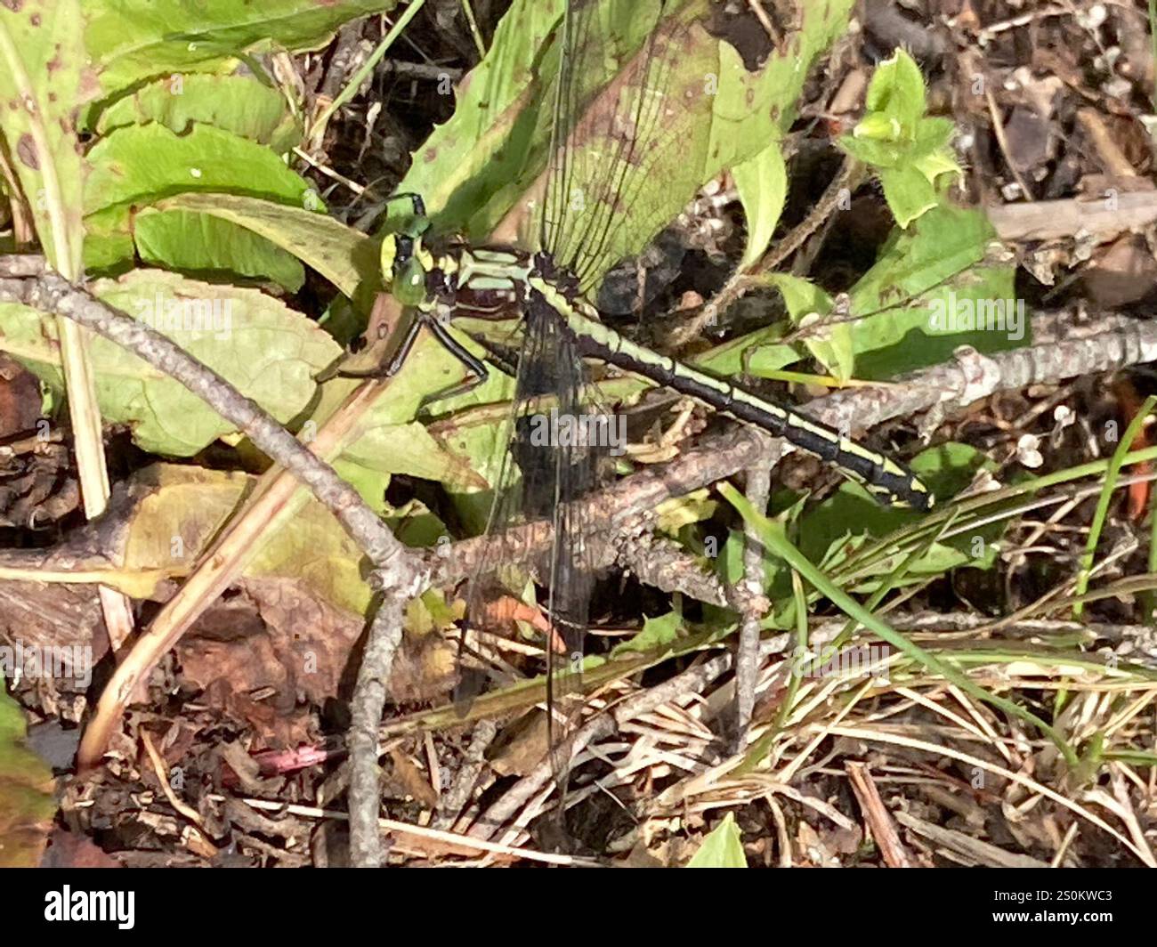 Black-shouldered Spinyleg (Dromogomphus spinosus Stock Photo - Alamy
