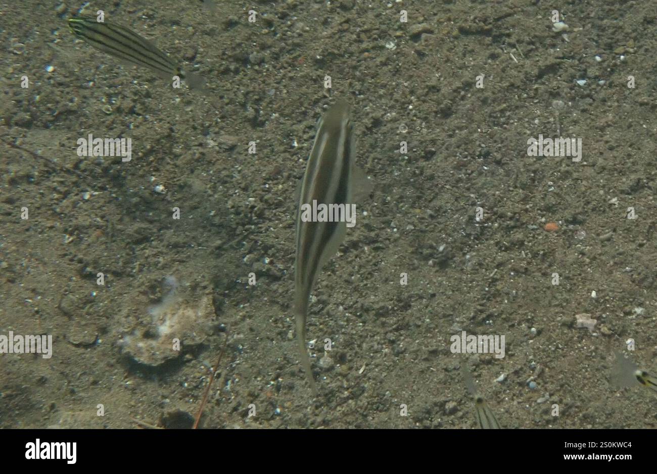 Dusky Spinefoot (Siganus luridus Stock Photo - Alamy