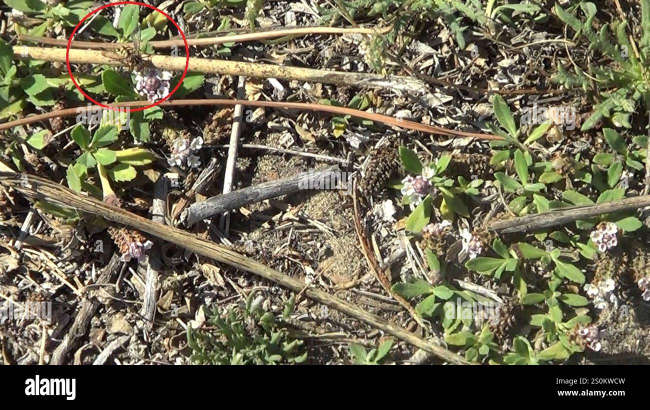 Black-thighed Cellophane-cuckoo Bee (Epeolus variegatus Stock Photo - Alamy