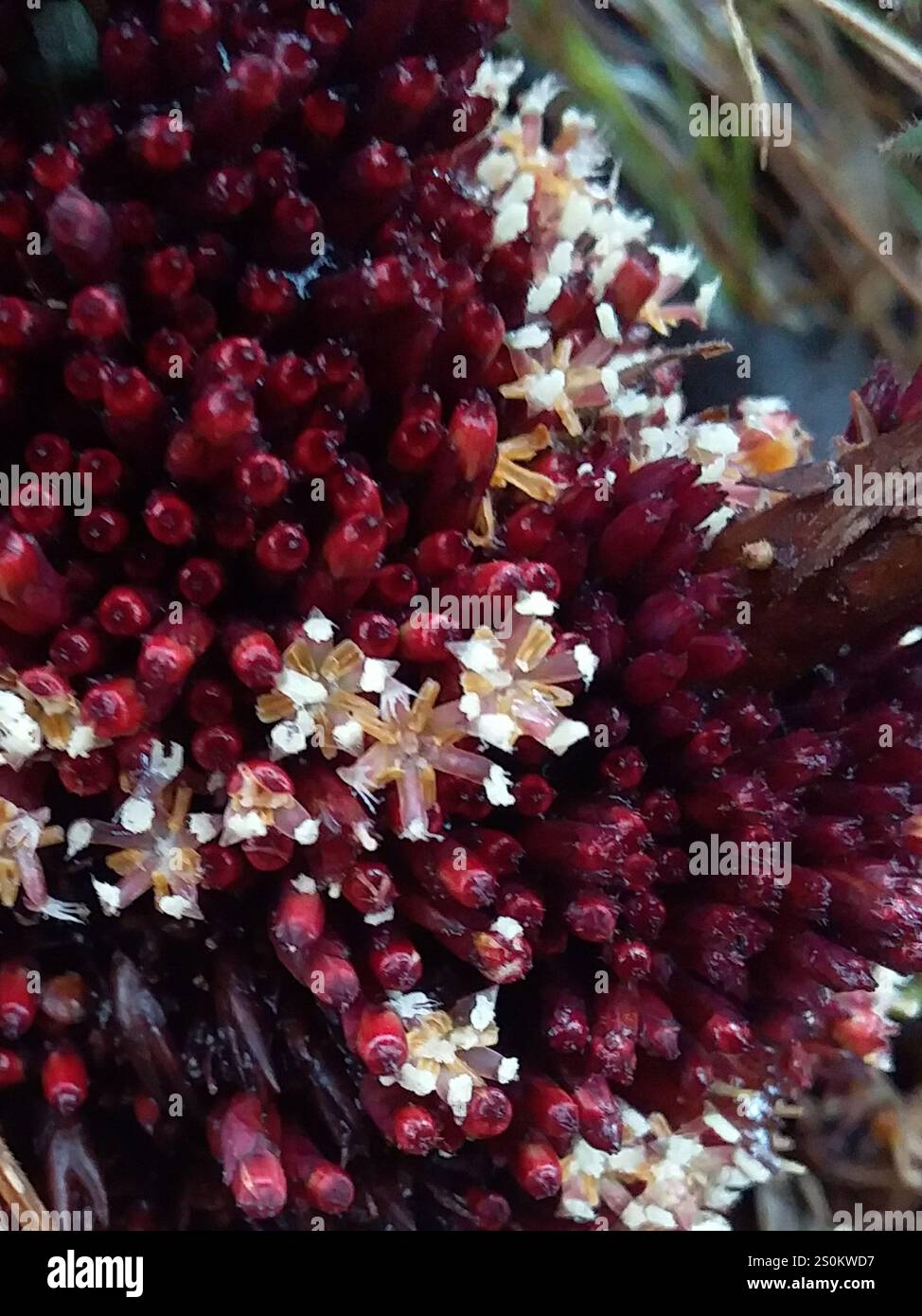 Mount Lofty Ground-berry (Acrotriche fasciculiflora Stock Photo - Alamy