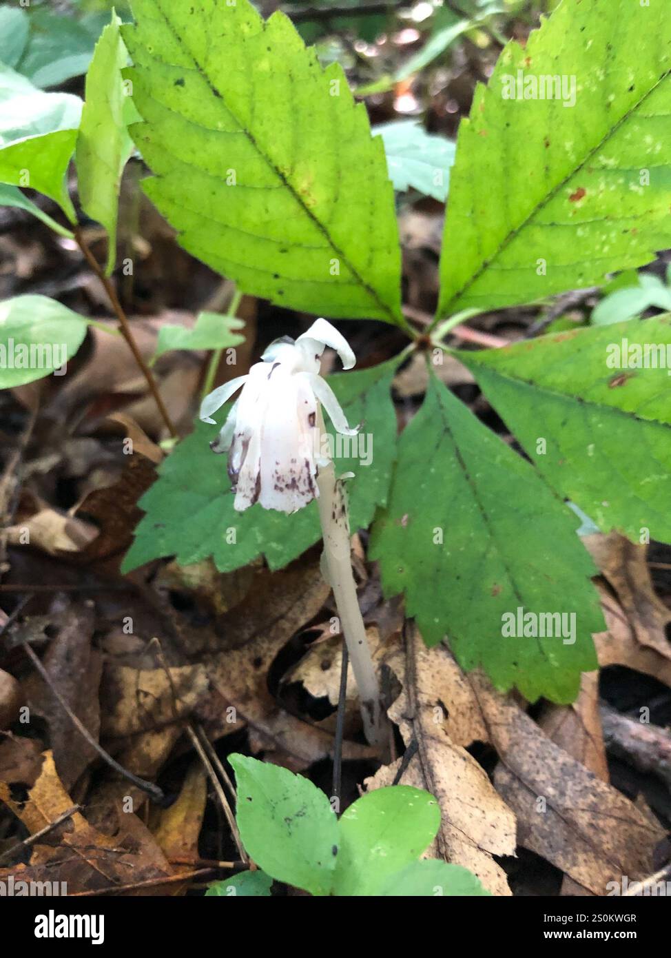 Ghost Pipe (Monotropa uniflora Stock Photo - Alamy