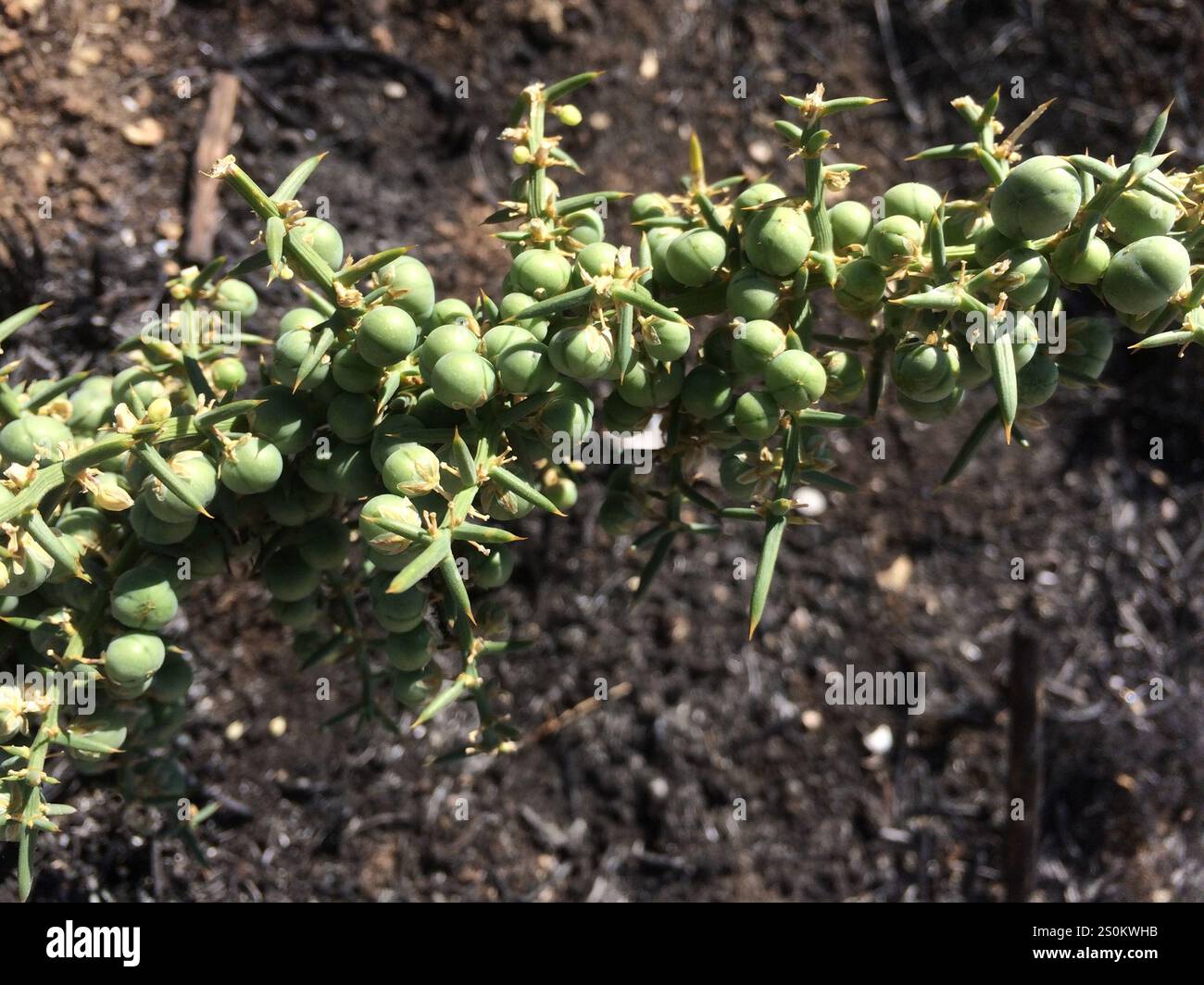 Mediterranean Asparagus (Asparagus aphyllus Stock Photo - Alamy