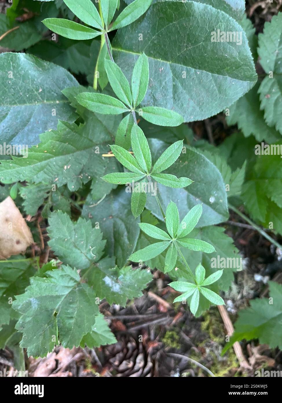 fragrant bedstraw (Galium triflorum Stock Photo - Alamy