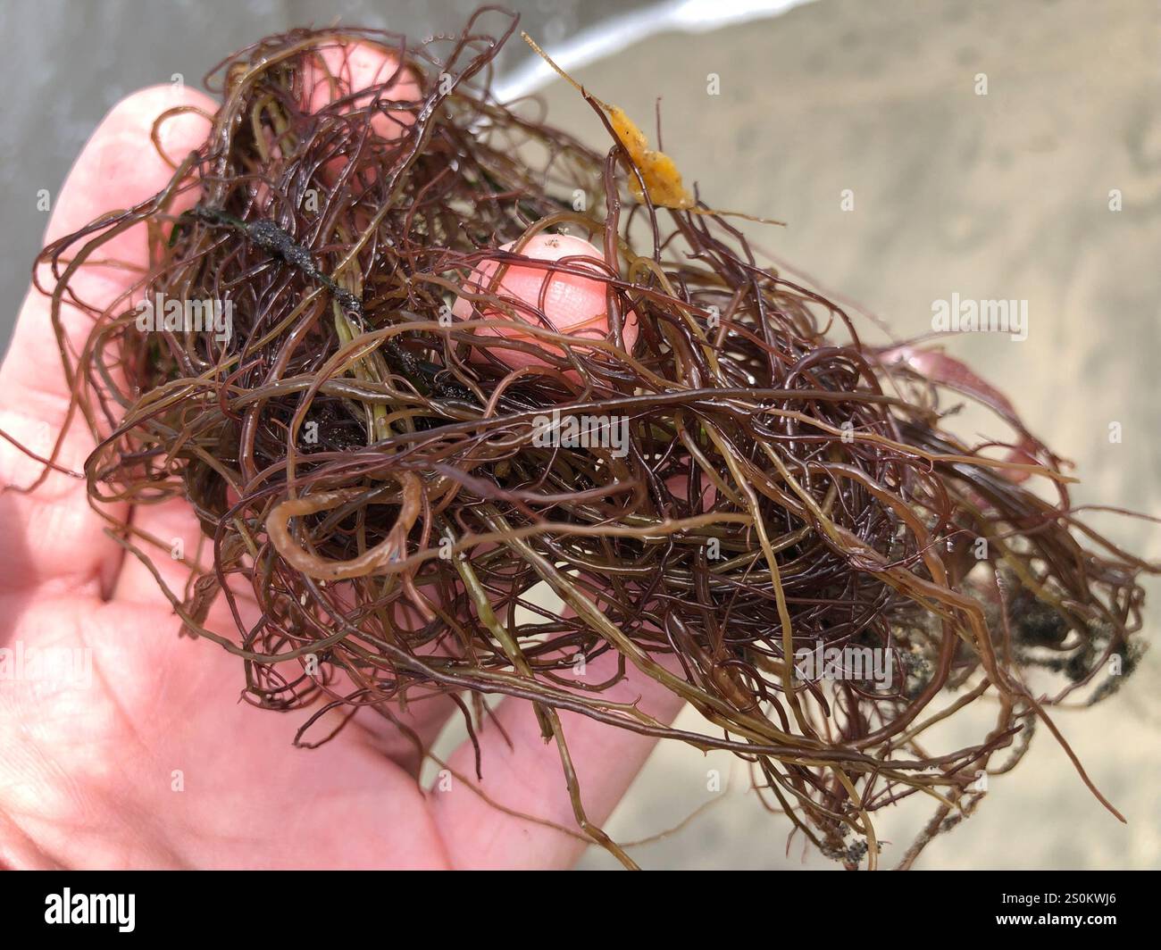 sea spaghettis (Gracilariopsis Stock Photo - Alamy