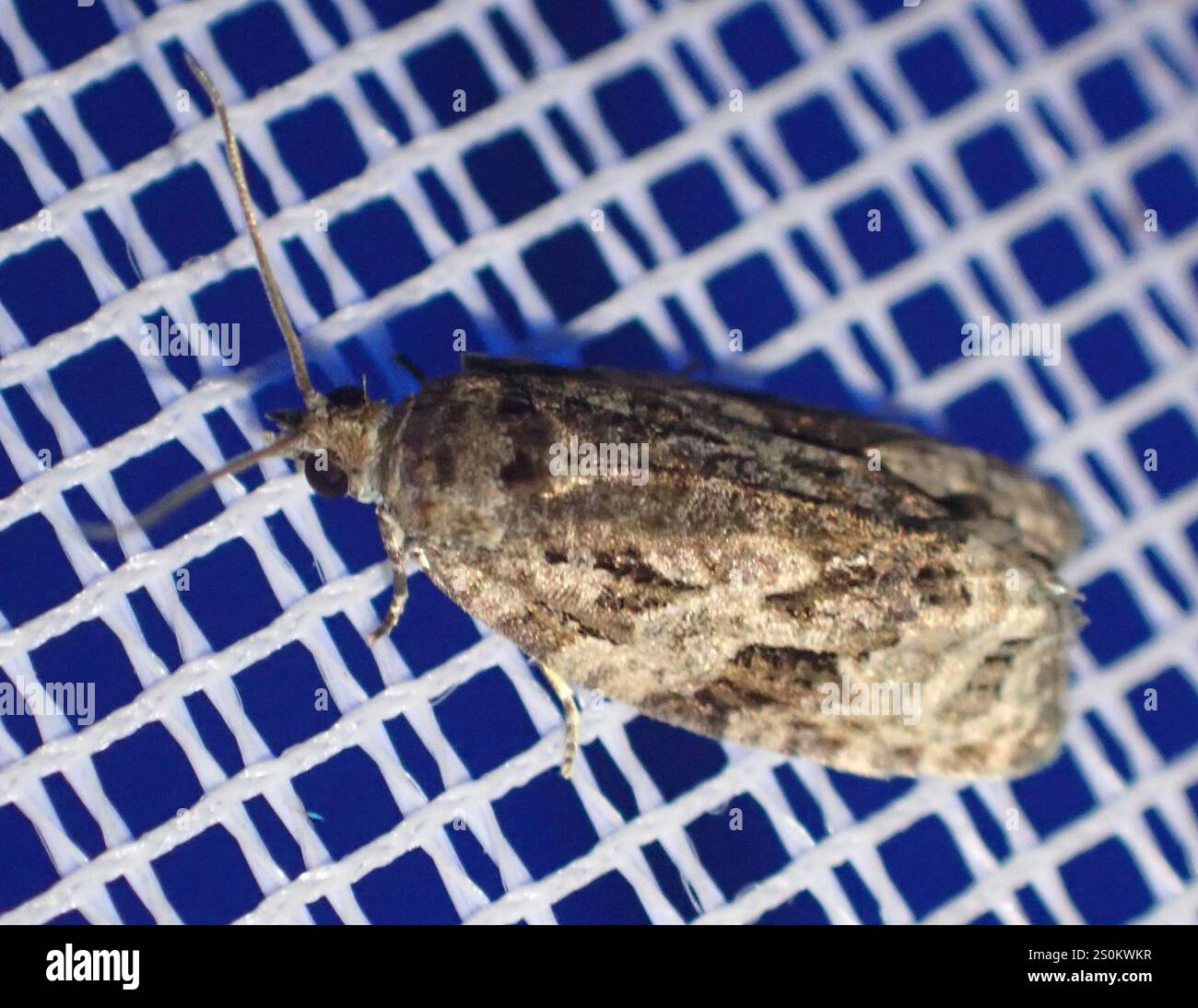 Willow Marble (Apotomis lineana Stock Photo - Alamy