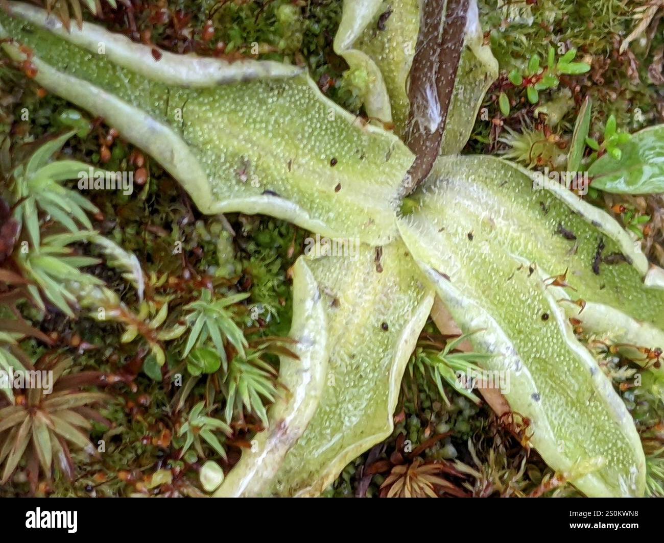 Common Butterwort (Pinguicula vulgaris Stock Photo - Alamy