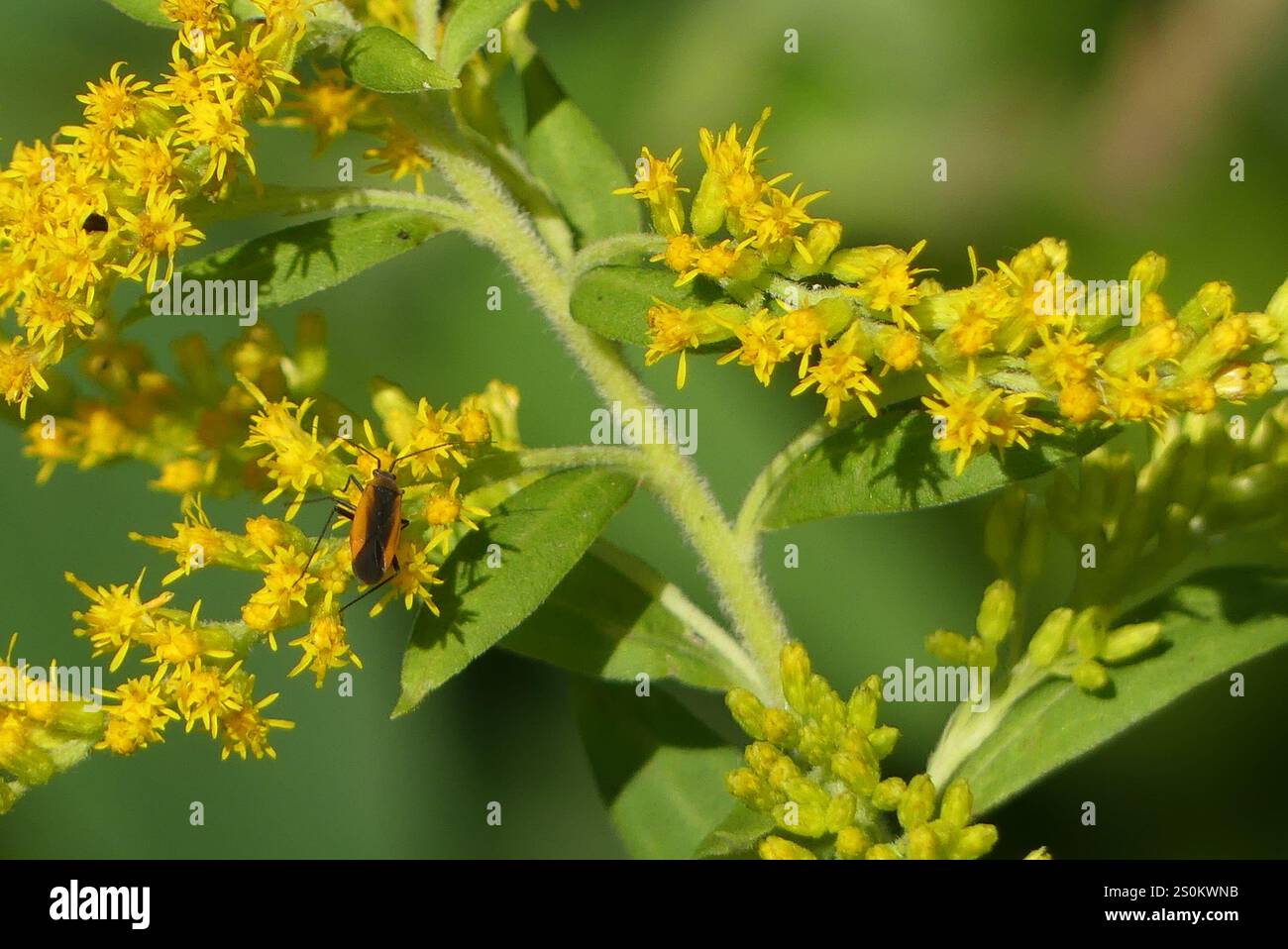 Scarlet Plant Bugs (Lopidea Stock Photo - Alamy