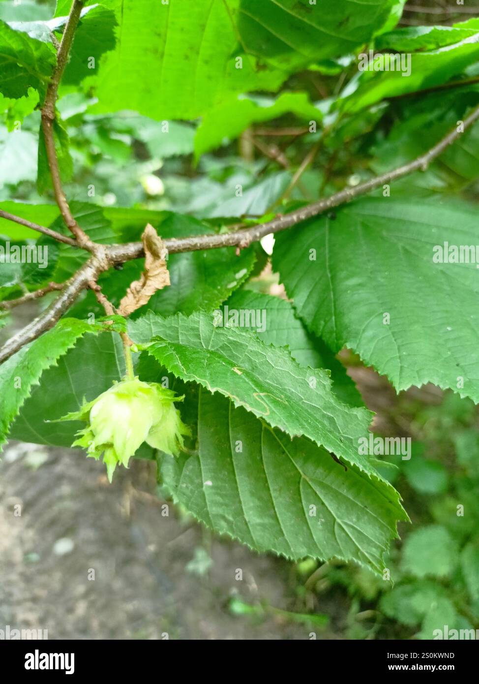 common hazel (Corylus avellana Stock Photo - Alamy