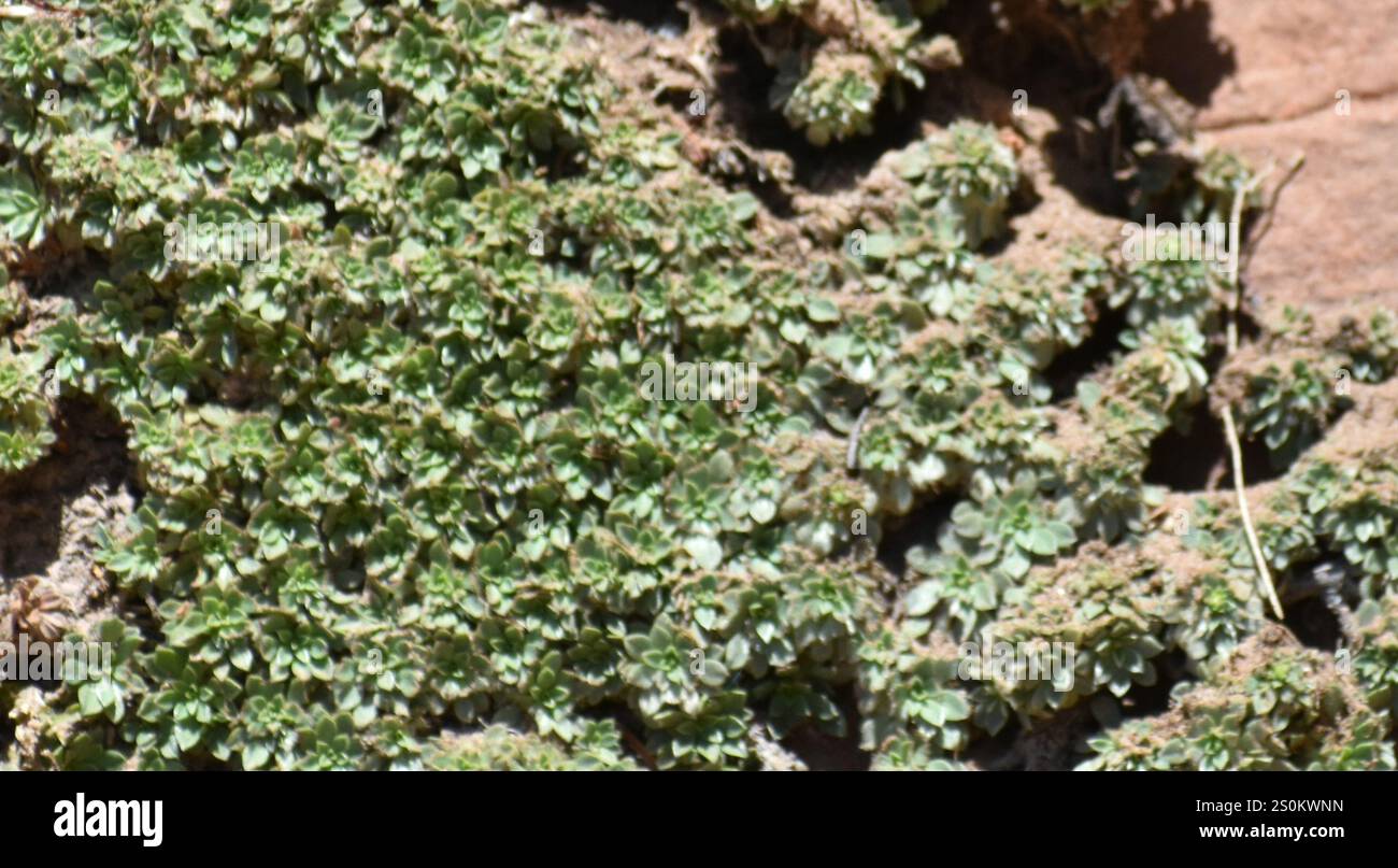 mat rock spiraea (Petrophytum caespitosum Stock Photo - Alamy