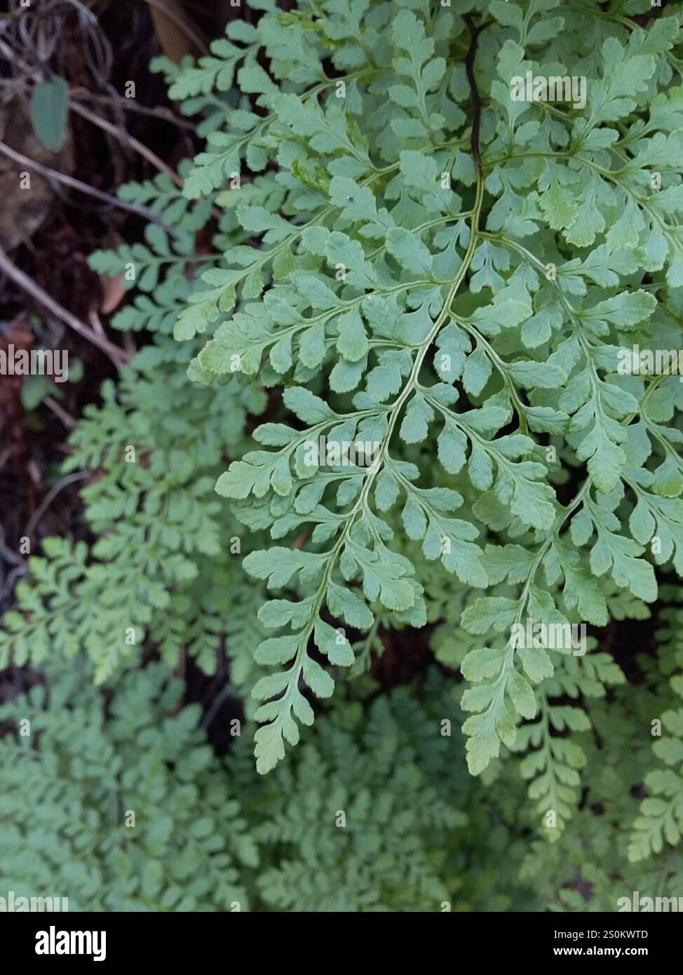 Rock Fern (Cheilanthes austrotenuifolia Stock Photo - Alamy