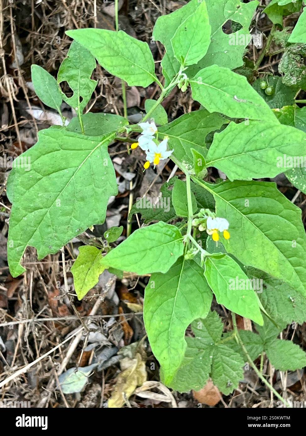 greenspot nightshade (Solanum douglasii Stock Photo - Alamy