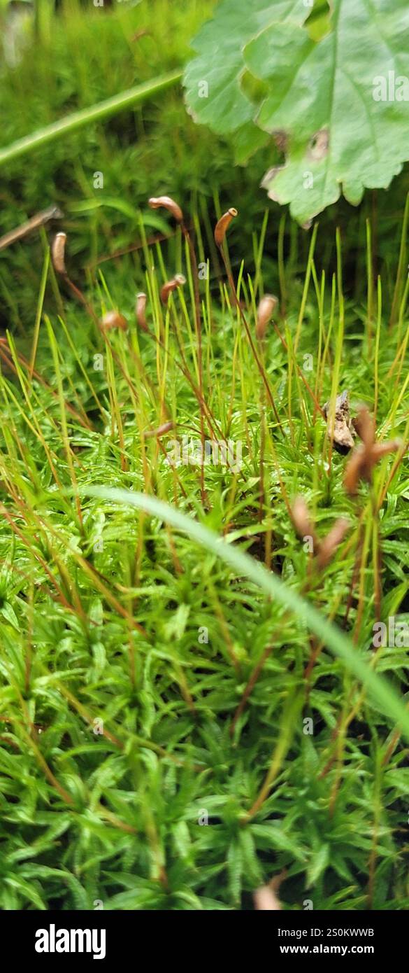 lesser smoothcap (Atrichum angustatum Stock Photo - Alamy