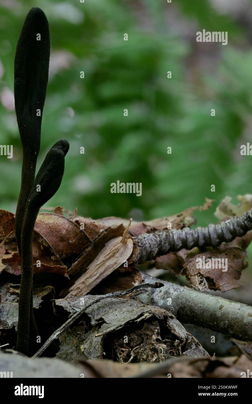 Geoglossaceae hi-res stock photography and images - Alamy