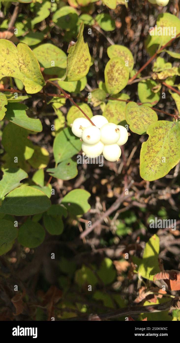Common Snowberry (Symphoricarpos albus Stock Photo - Alamy