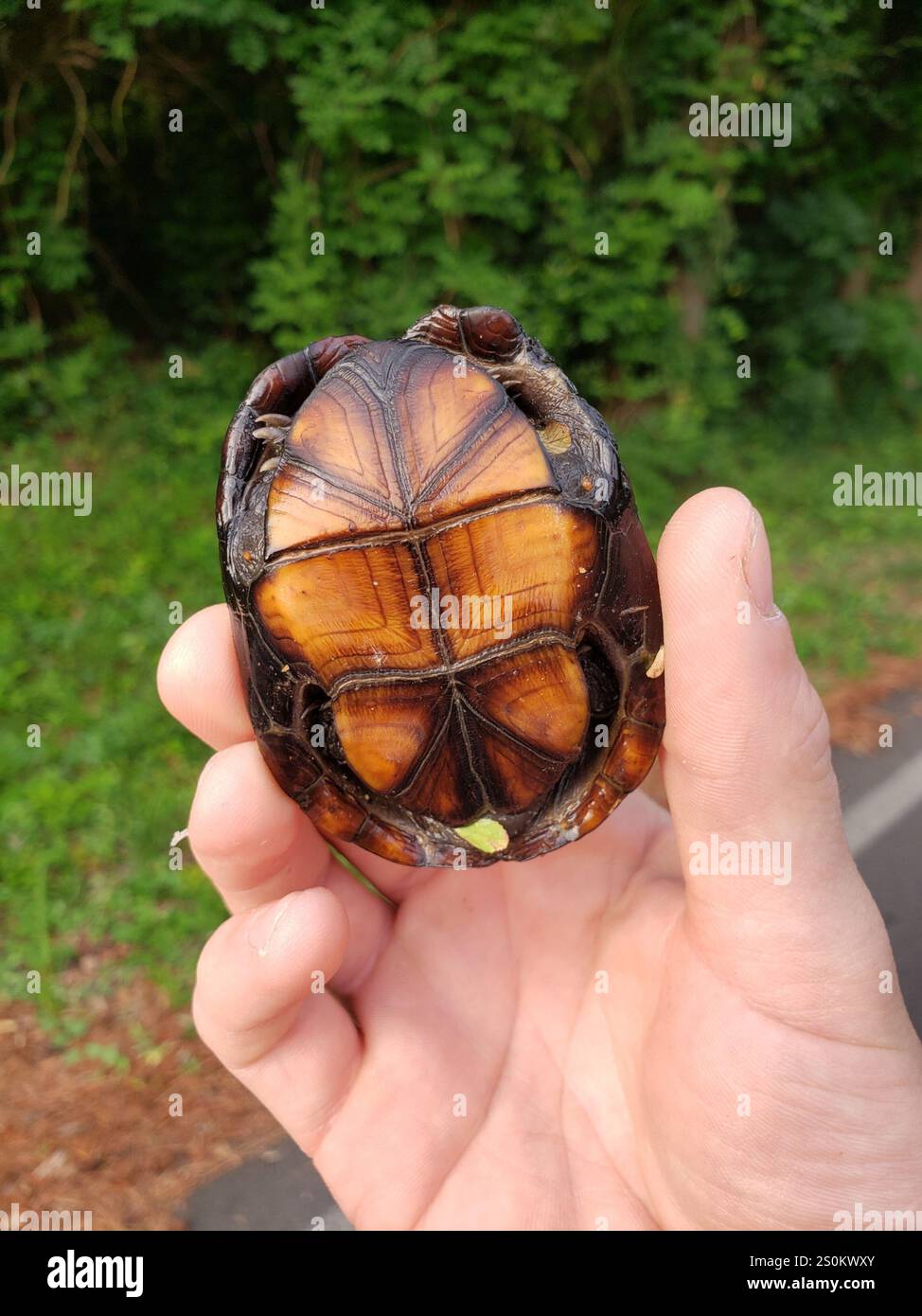 Eastern Mud Turtle (Kinosternon subrubrum Stock Photo - Alamy