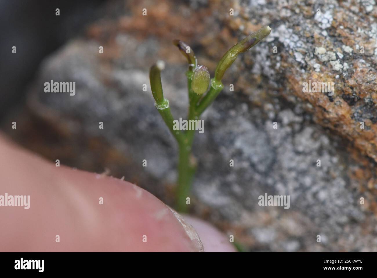 alpine bittercress (Cardamine bellidifolia Stock Photo - Alamy