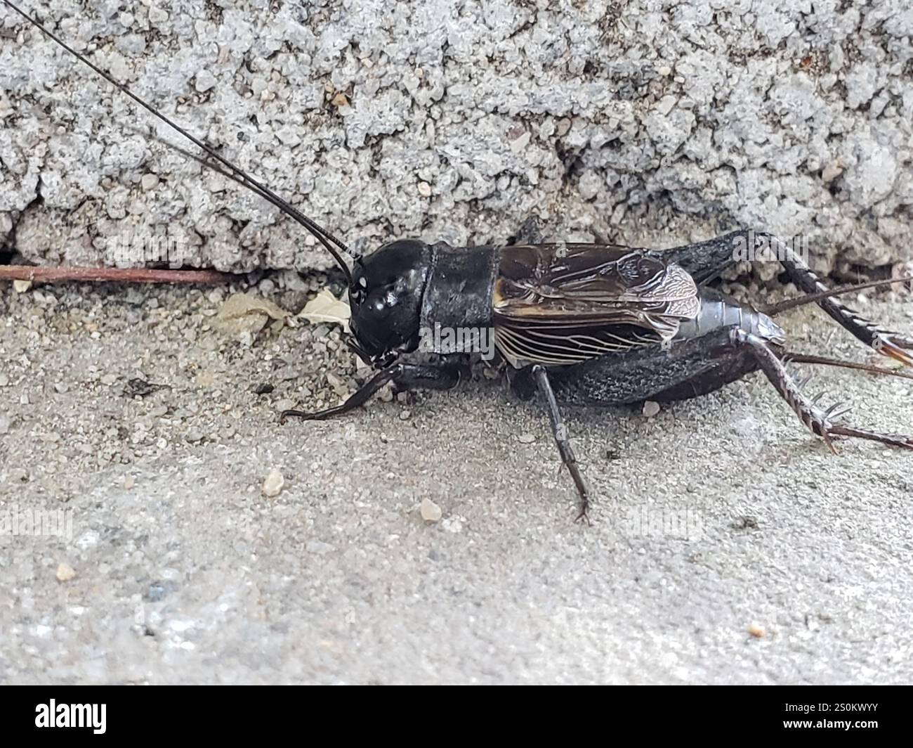Fall Field Cricket (Gryllus pennsylvanicus Stock Photo - Alamy