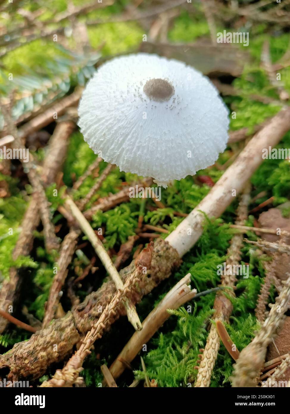 Skullcap Dapperling (Leucocoprinus brebissonii Stock Photo - Alamy